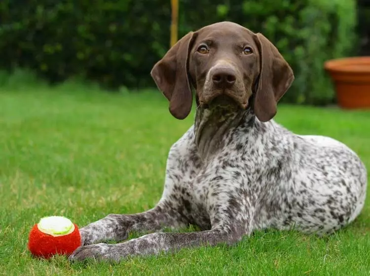 cucciolo pointer a pelo corto