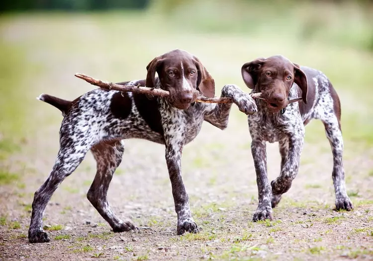 korthårede pointer hvalpe