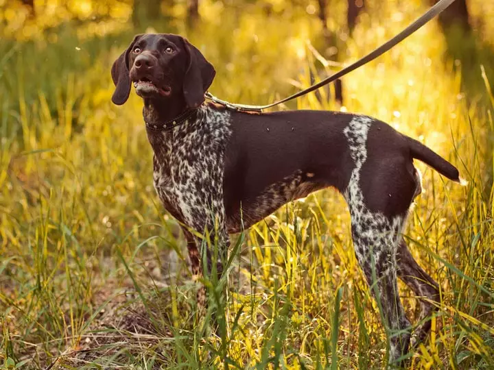 Kurzhaar: foto e video, descrizione completa della razza del cane, prezzi 5550_9