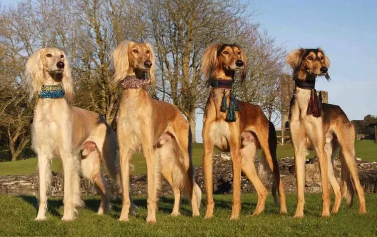 Raza de perro Saluki