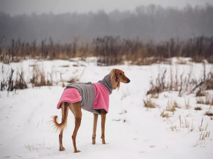 Saluki (persisk greyhound) hund: foto og video, beskrivelse, priser 5553_10