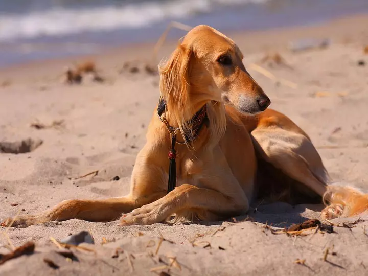 Perro saluki (galgo persa): foto y video, descripción, precios 5553_13