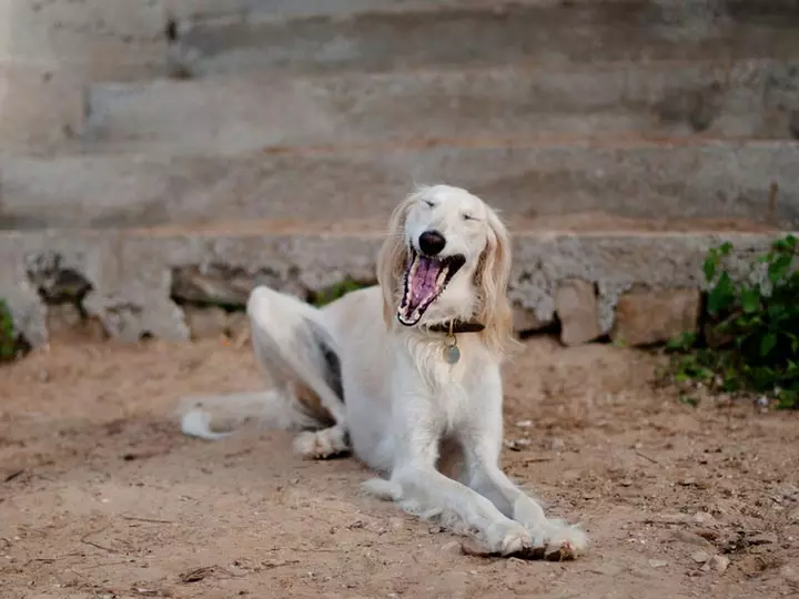 Inja kaSaluki (Persian greyhound): isithombe nevidiyo, incazelo, amanani 5553_14