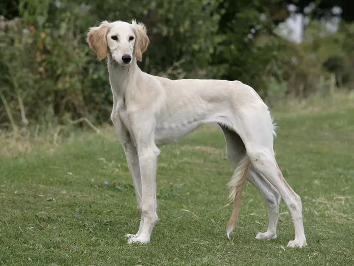 Saluki (Pärsia hallikoer) koer: foto ja video, kirjeldus, hinnad 5553_15