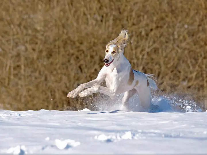 Inja kaSaluki (Persian greyhound): isithombe nevidiyo, incazelo, amanani 5553_16