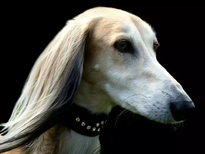 Perro saluki (galgo persa): foto y video, descripción, precios 5553_17