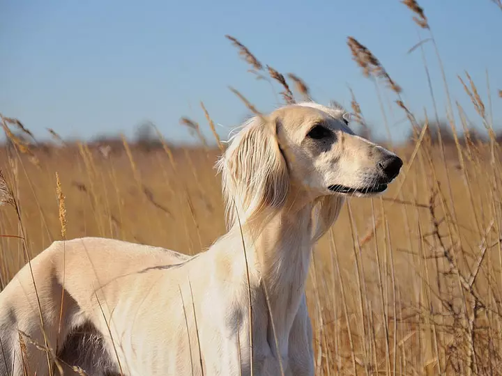 Perro saluki (galgo persa): foto y video, descripción, precios 5553_18