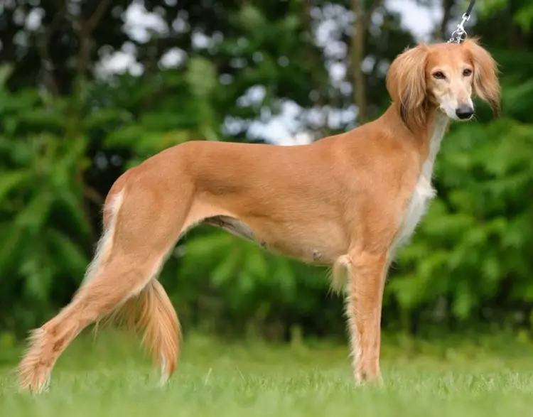 saluki standarder