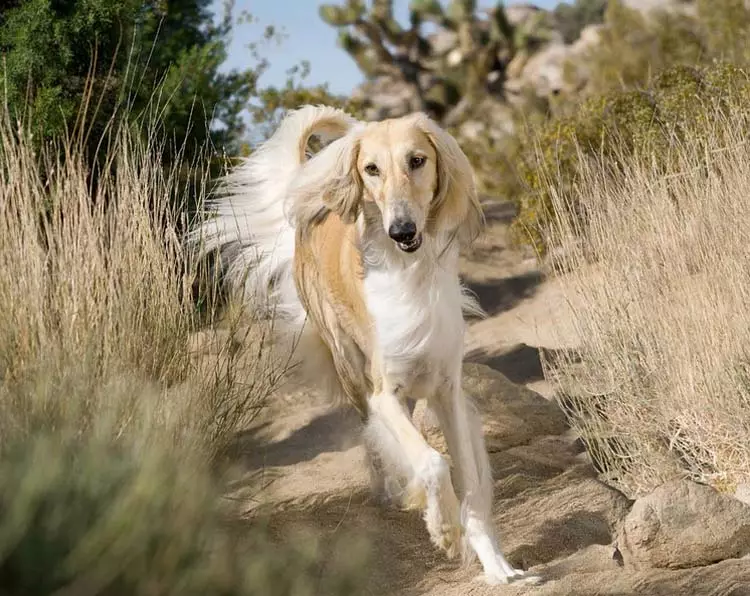 Saluki hund