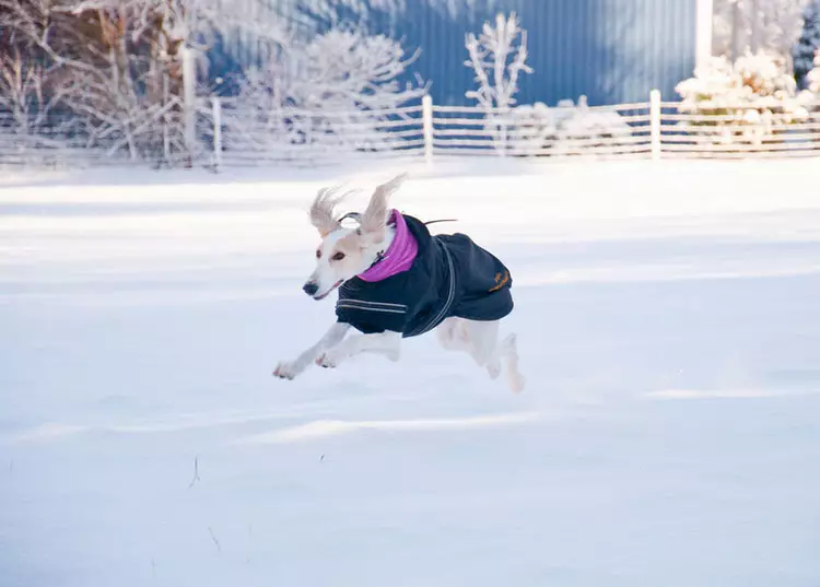 Galgo perida