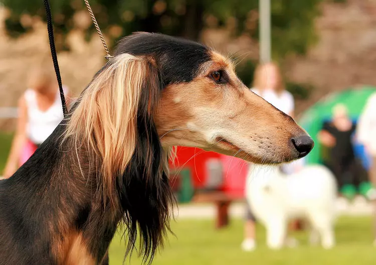 raza galgo Perida