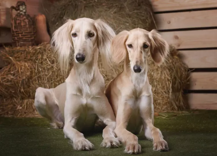 Saluki hooldus