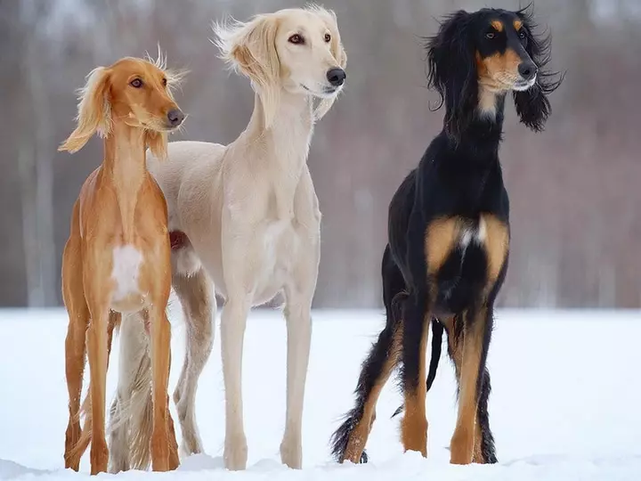 Saluki (Pärsia hallikoer) koer: foto ja video, kirjeldus, hinnad 5553_9