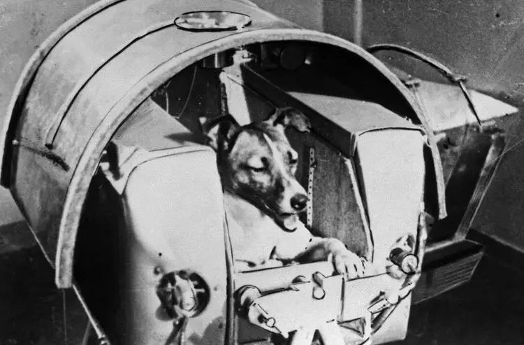 Προετοιμασία σκύλου για πτήση στο διάστημα