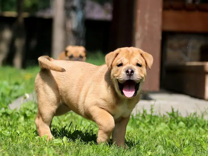 Ca de Bo (tele mastiff): ata ma vitio, tau, faʻamatalaga o le cadebo ituaiga 5559_16