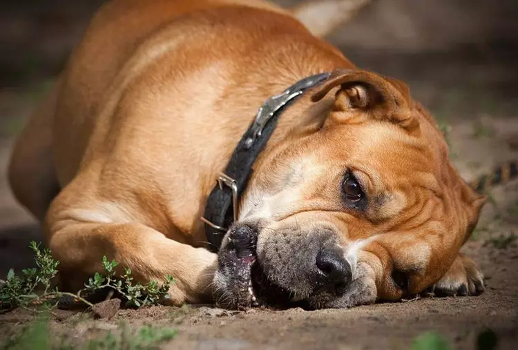 Ca de Bo (tele mastiff): ata ma vitio, tau, faʻamatalaga o le cadebo ituaiga 5559_5