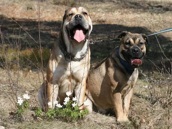 Ca de Bo (tele mastiff): ata ma vitio, tau, faʻamatalaga o le cadebo ituaiga 5559_9