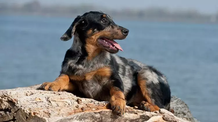 Бокерон (Францын богино үстэй хоньчин нохой)