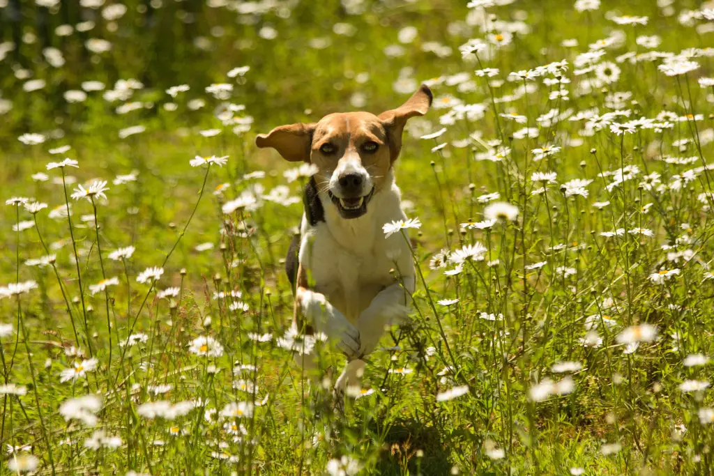 beagle en la hierba