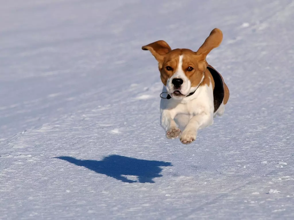 perro beagle