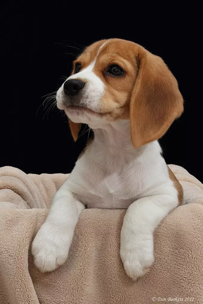 cachorro de beagle