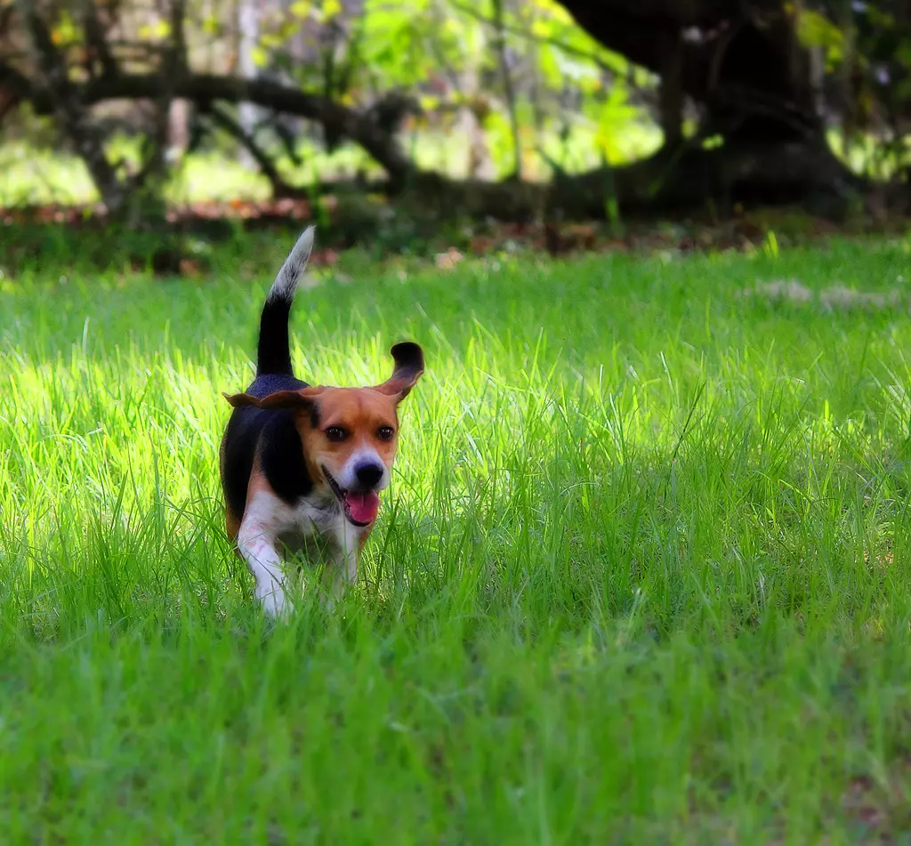 o beagle camiñando