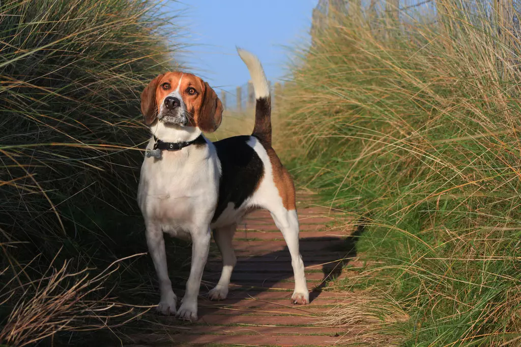 beagle en el camino