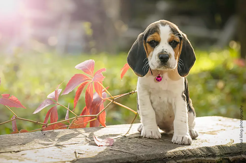 сагбача beagle