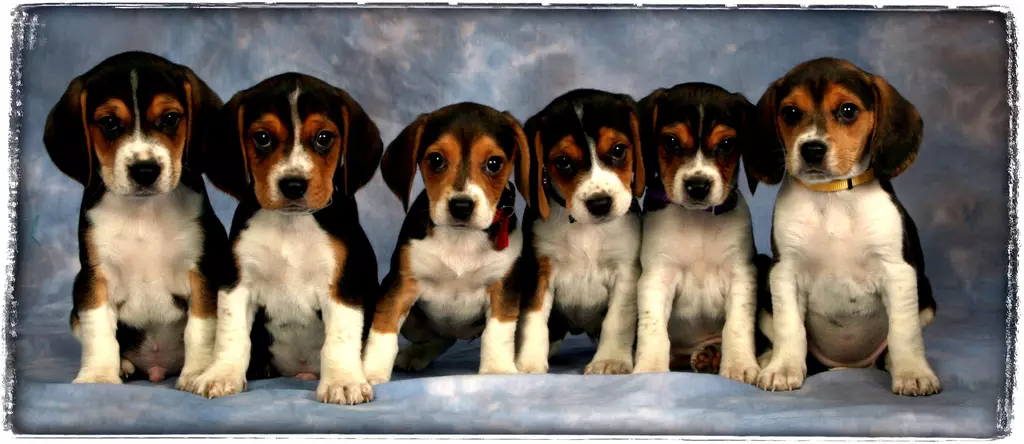 cachorros beagle