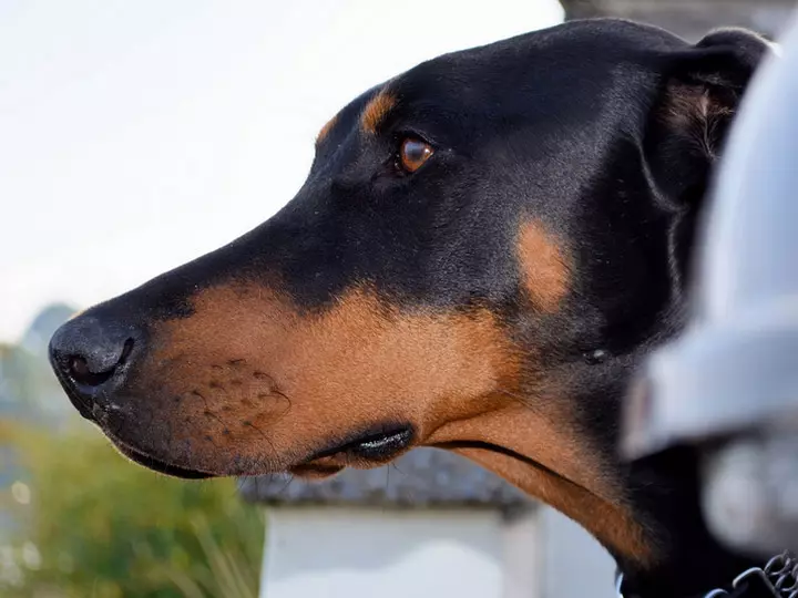 Доберман: опис на расата на кучиња со фотографии и видеа 5569_14