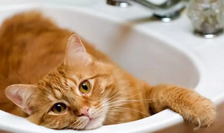 گربه زنجبیل در سینک ظرفشویی است