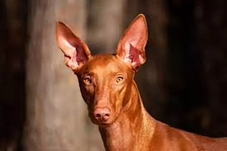 Pharaoh Hound