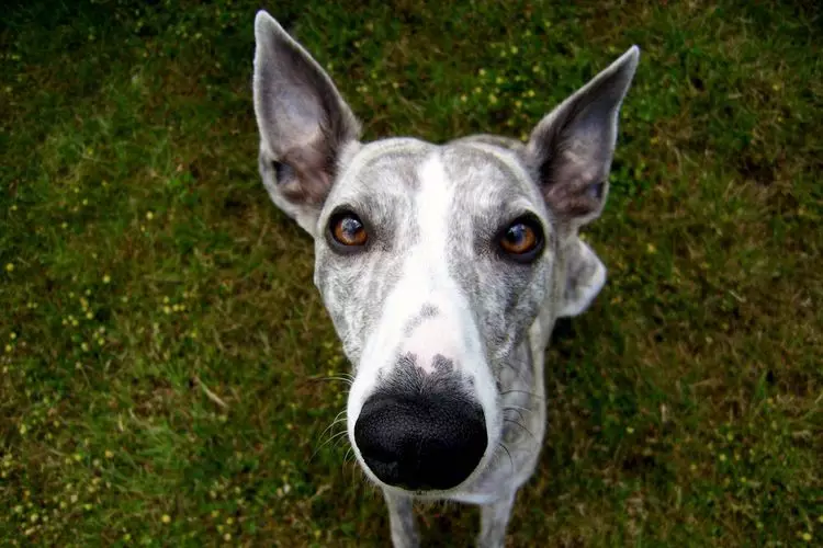 Whippet - greyhound Inggris cilik