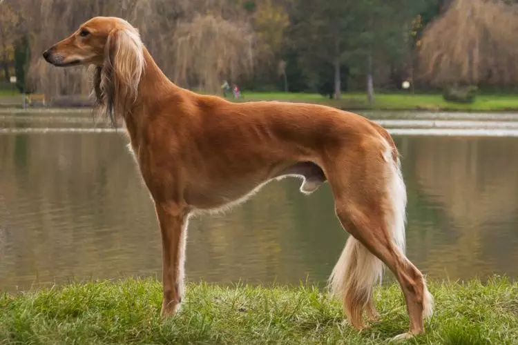 Saluki - Fars tazısı