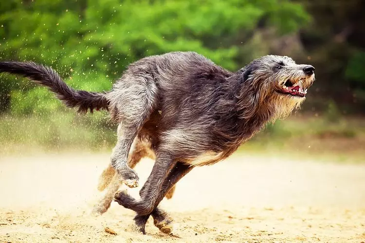 Deerhound - Hound ກວາງ Scottish