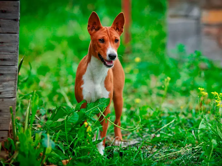 Basenji: opis rasy psów nie szczekających ze zdjęciami i filmami 5571_10