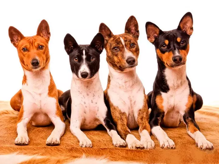 Basenji: opis rasy psów nie szczekających ze zdjęciami i filmami 5571_18
