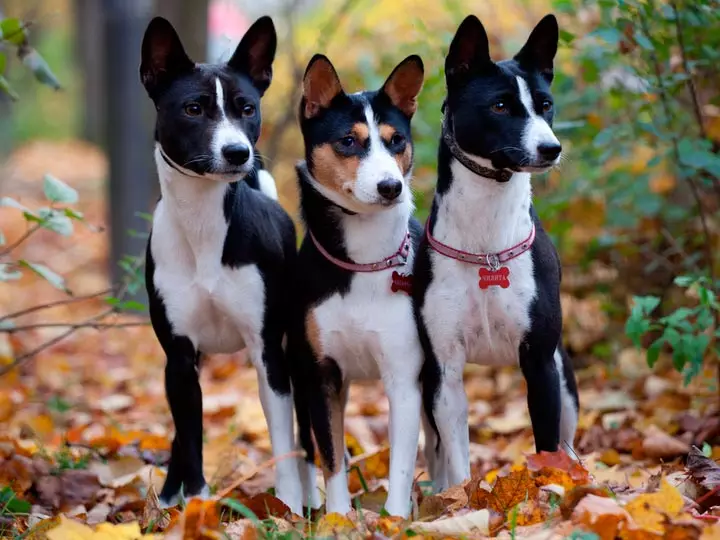 Basenji: opis rasy psów nie szczekających ze zdjęciami i filmami 5571_7