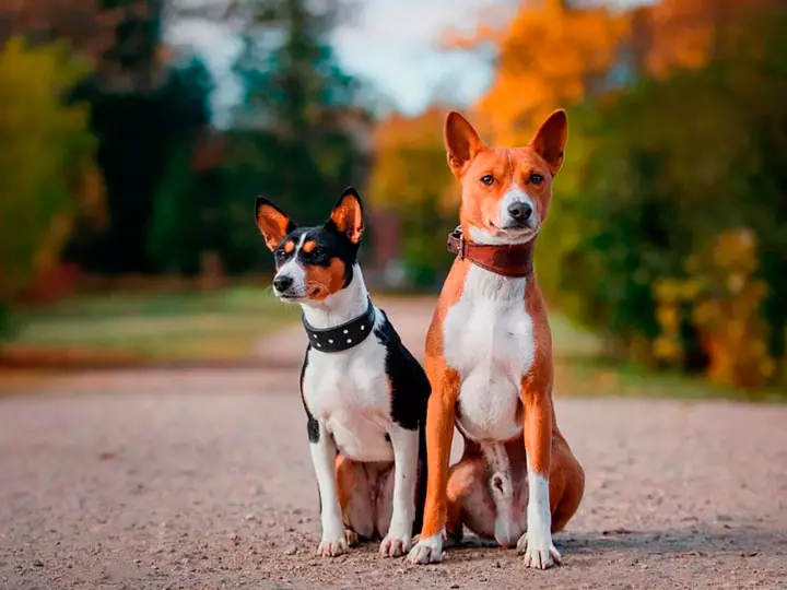 Basenji: opis rasy psów nie szczekających ze zdjęciami i filmami 5571_8