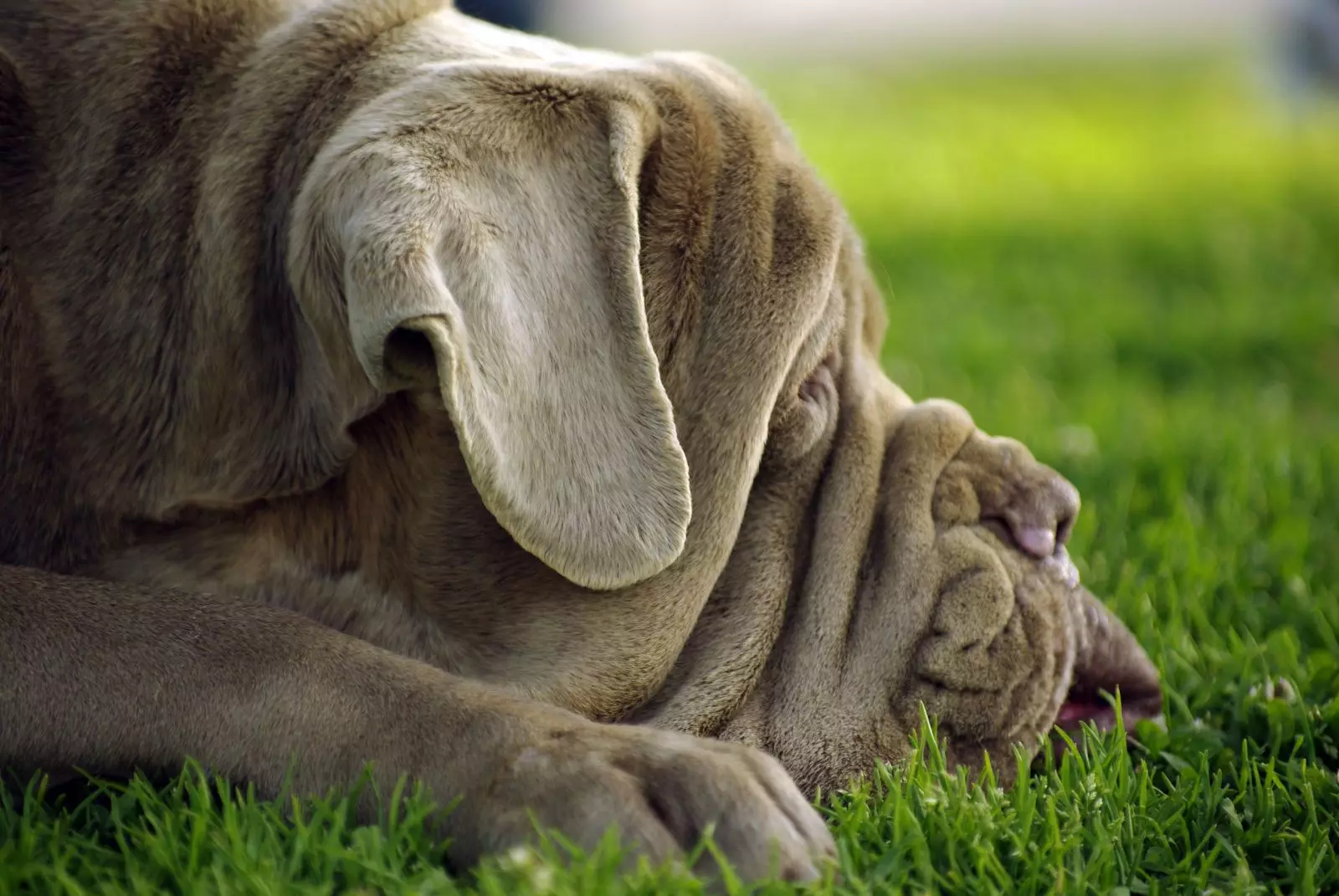 neapolitan mastiff foto's