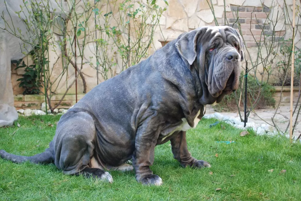 cachorro mastino napolitano