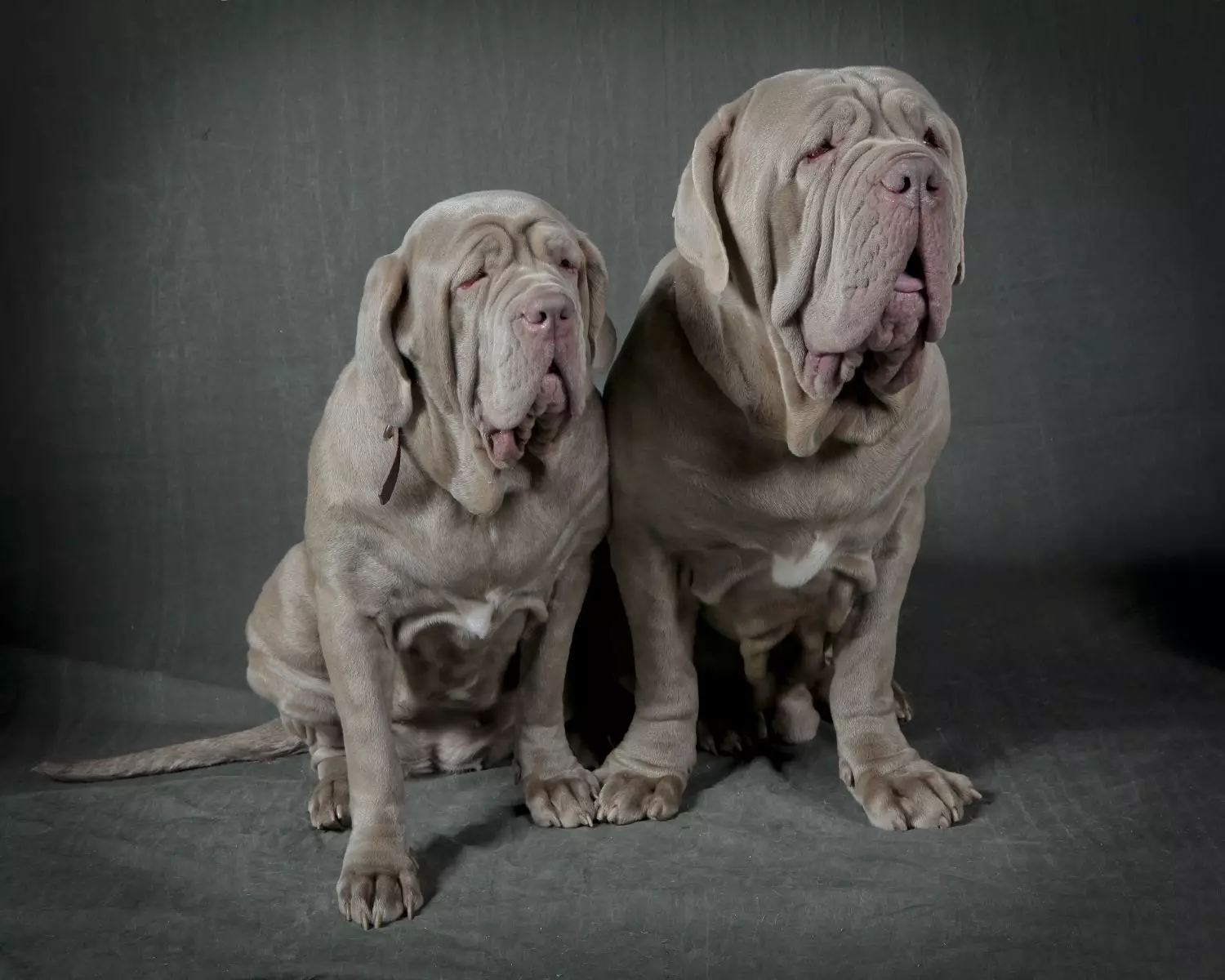 Napolitaanse Mastiffs