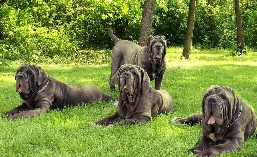 Neapoletano Mastino İtləri