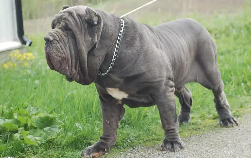 das Aussehen eines neapolitanischen Mastiffs