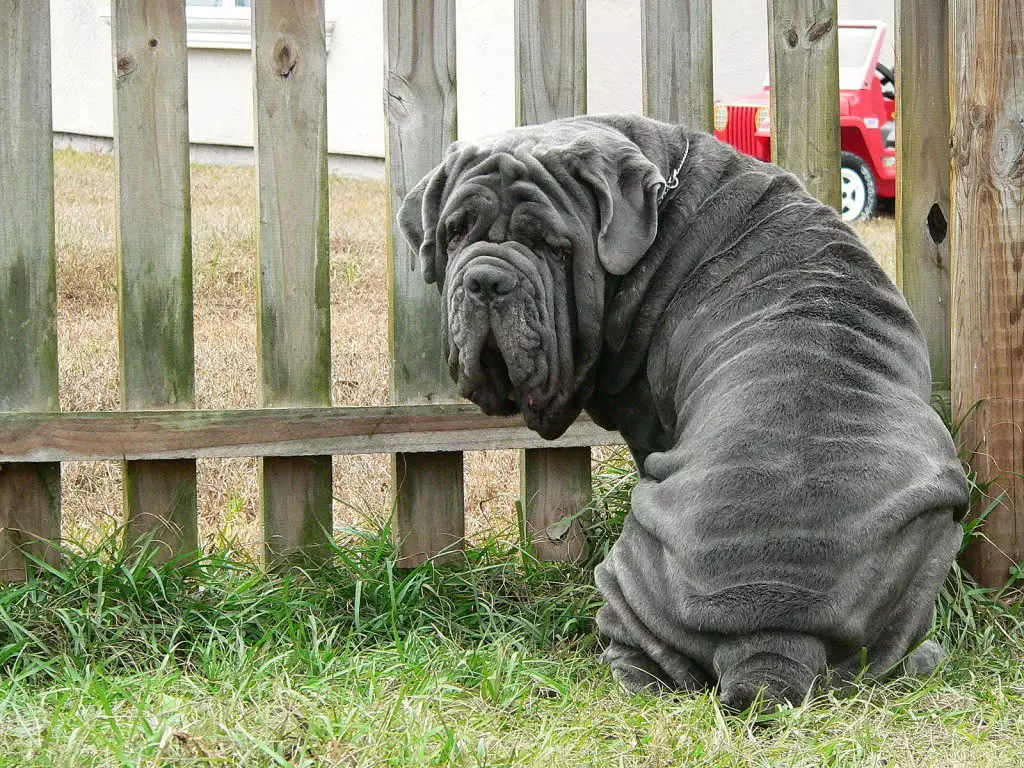 mastino neapolitano op wacht