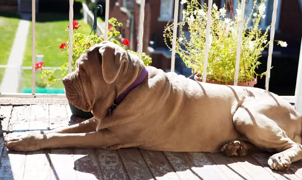 napolityske mastiff