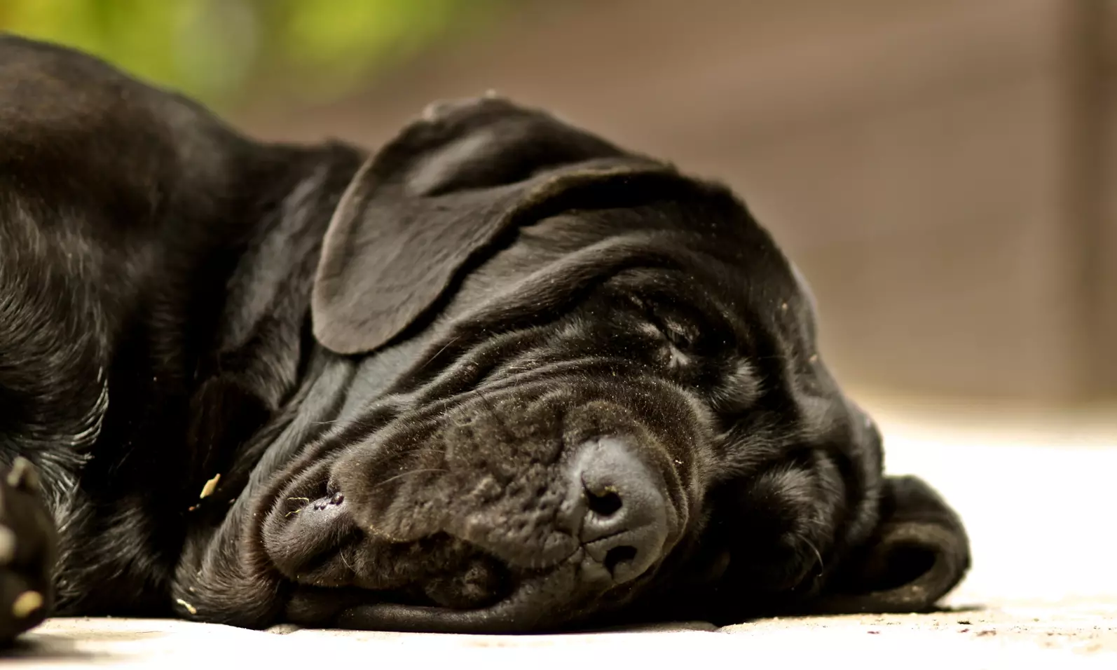 zorg voor de Napolitaanse mastiff