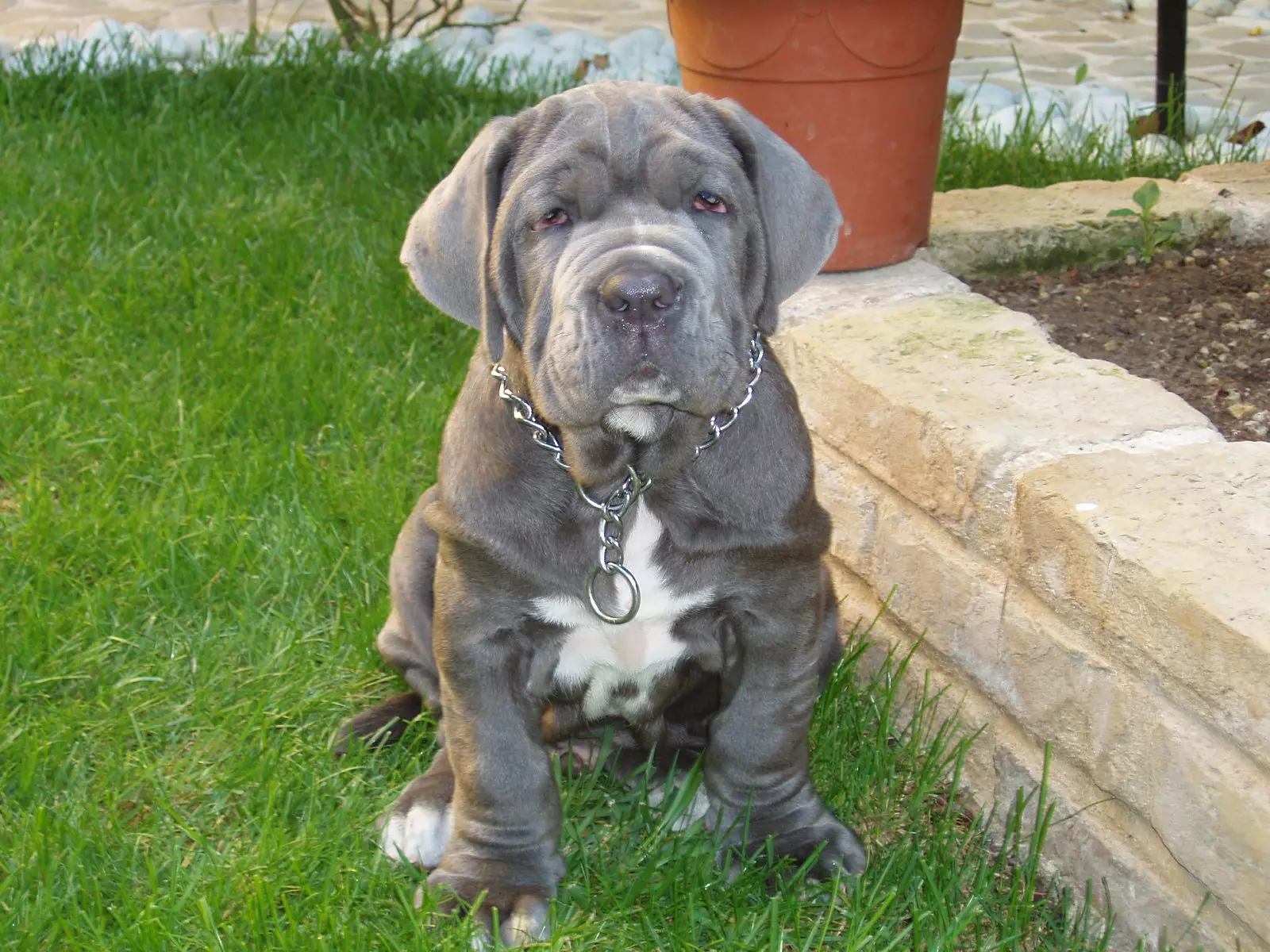 neapolitanischer Mastiff Welpe