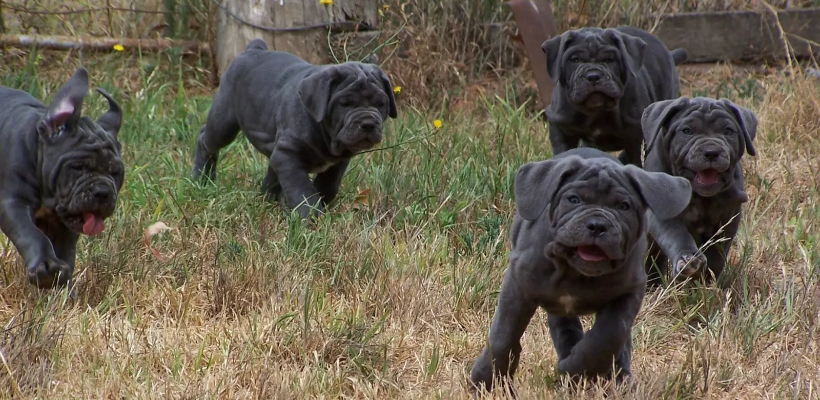 mastino neapolitano balaları