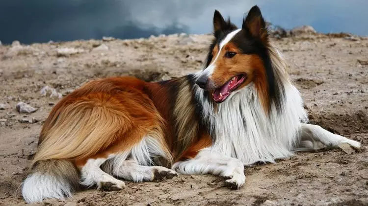 Fermoso collie